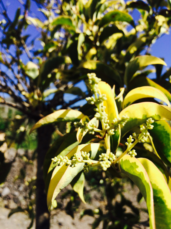 Ligustro Variegato Alberello - Vendita online - ilPiantonaio.it