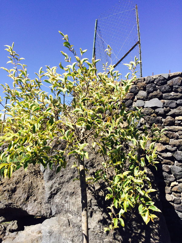 Ligustro Variegato Alberello - Vendita online - ilPiantonaio.it