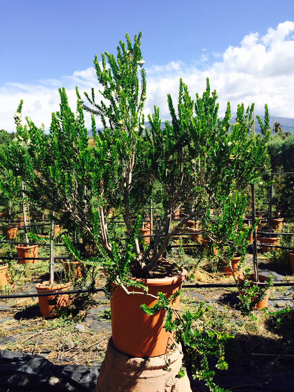 Mirto (Myrtus Communis) - Vendita online - ilPiantonaio.it