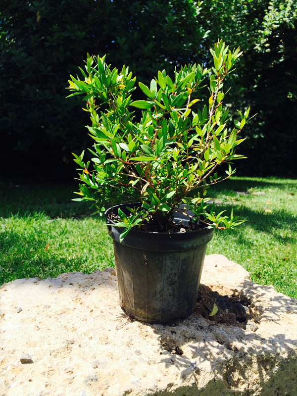 Mirto (Myrtus Communis) - Vendita online - ilPiantonaio.it