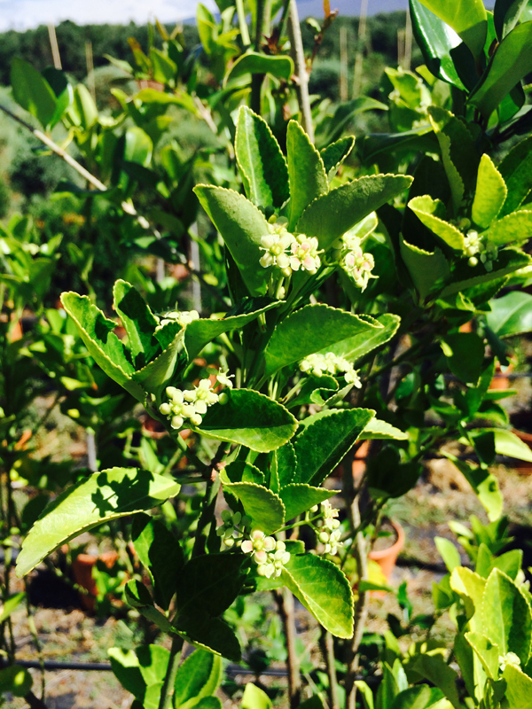 Osmanto Pungenses (Osmanthus) - Vendita online - ilPiantonaio.it