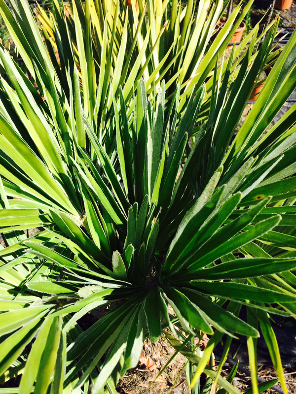 Palma Italiana - Vendita online - ilPiantonaio.it