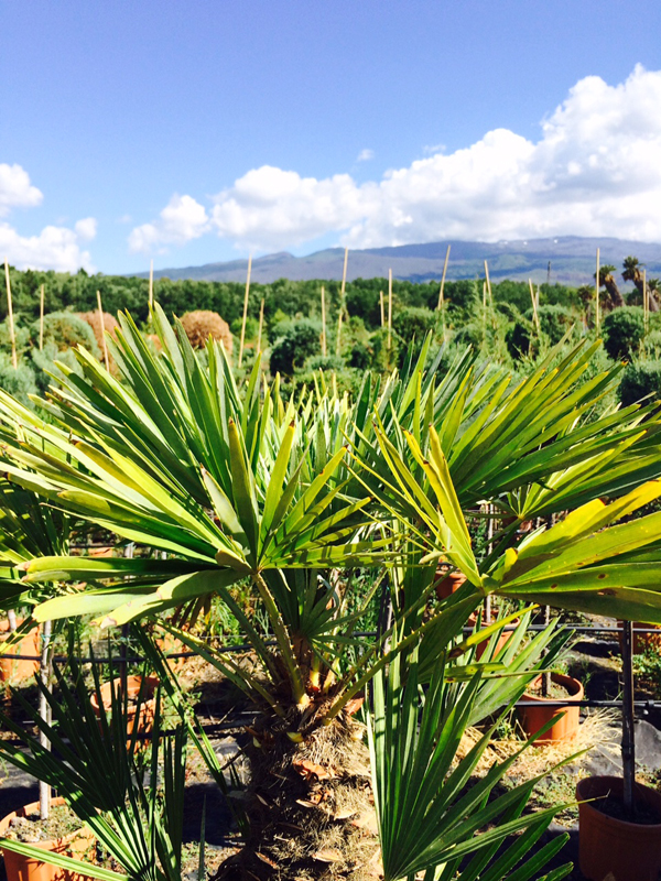 Palma Italiana - Vendita online - ilPiantonaio.it